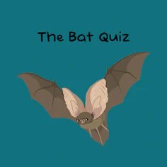 The Bat Quiz[PS4] - 4Gamer